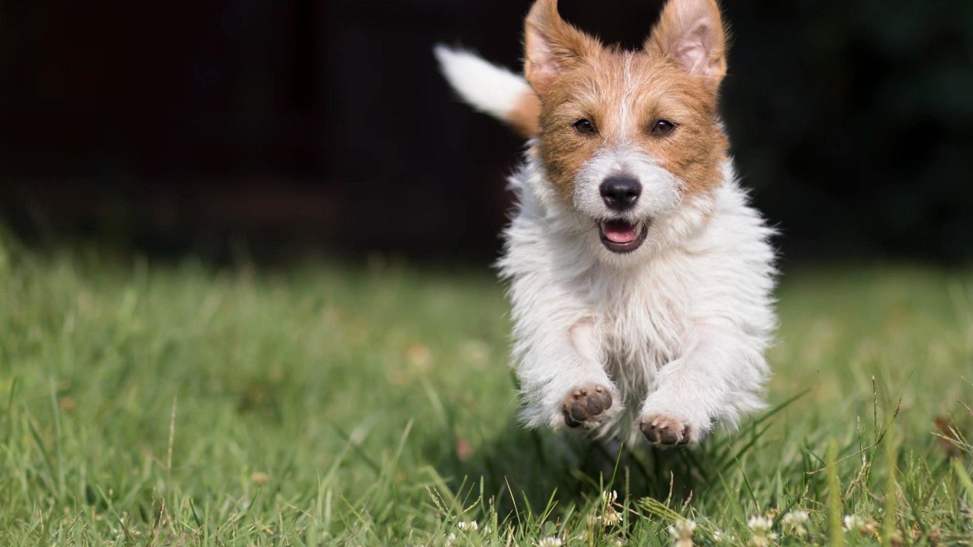 New Dog Owner Guide | Bronte Village Animal Hospital