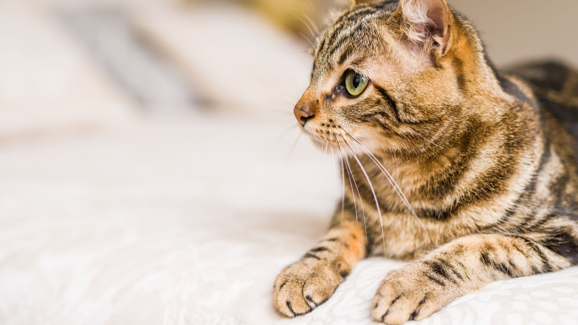 Cat Exclusive Meow Clinic in Oakville, ON, L6L 1H4 | Bronte Village ...