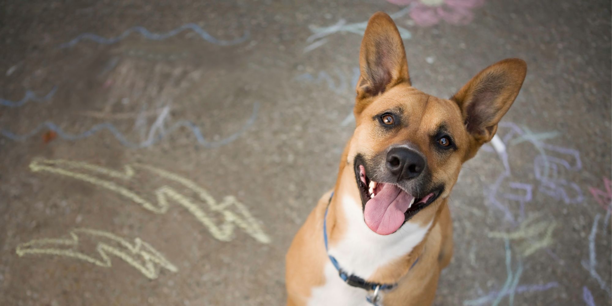 Pet Education Links | Bronte Village Animal Hospital